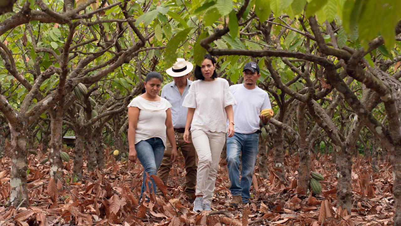El cacao ecuatoriano ante el alza mundial de precios: ¿la oportunidad ...